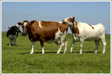 Cattle mating traits for both male & female