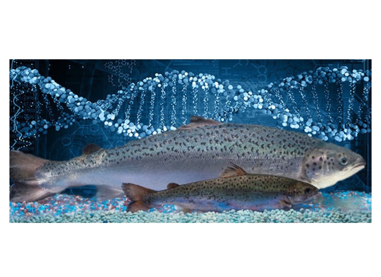 Genetically Modified Salmon