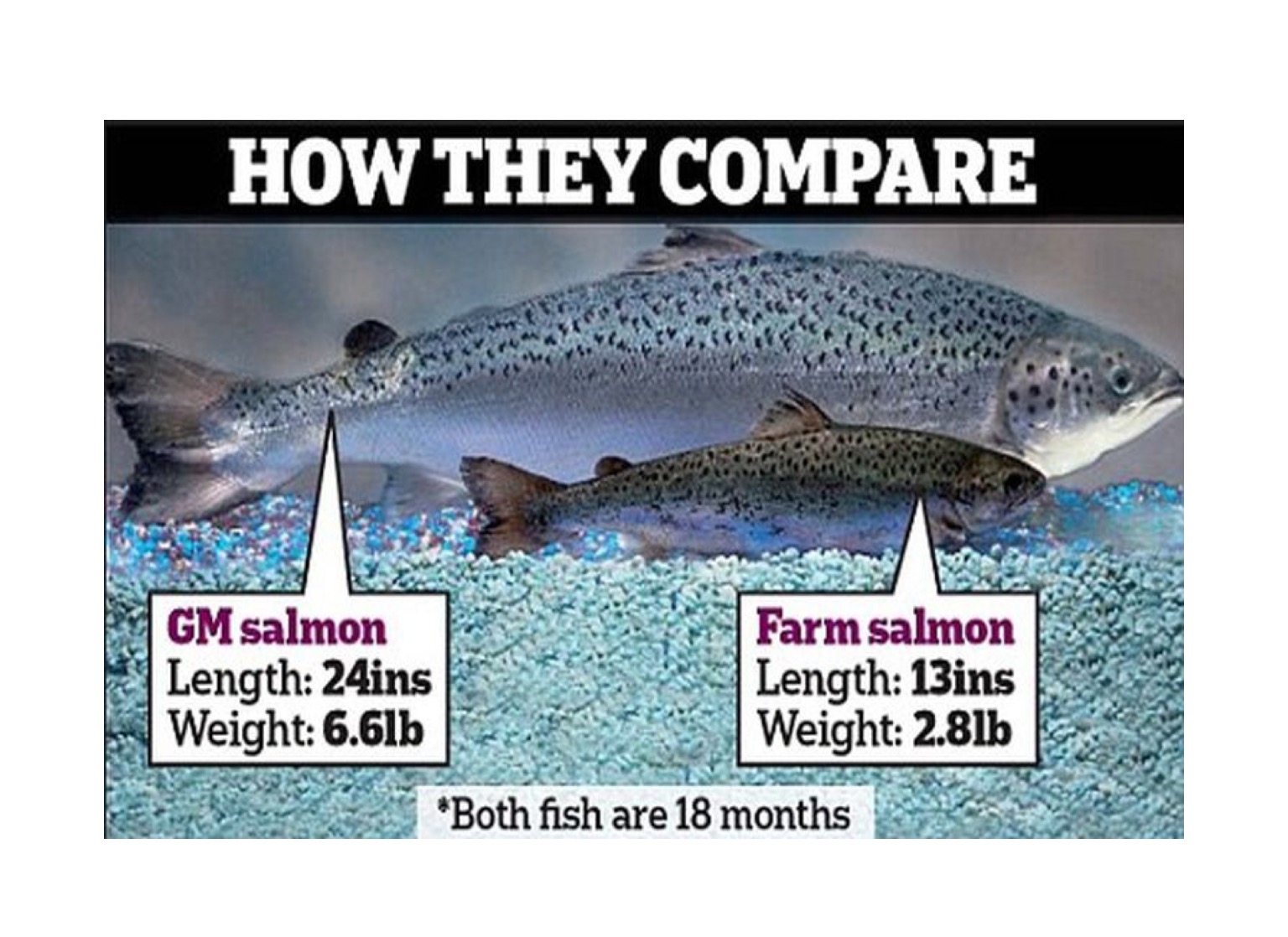 Genetically Modified Salmon