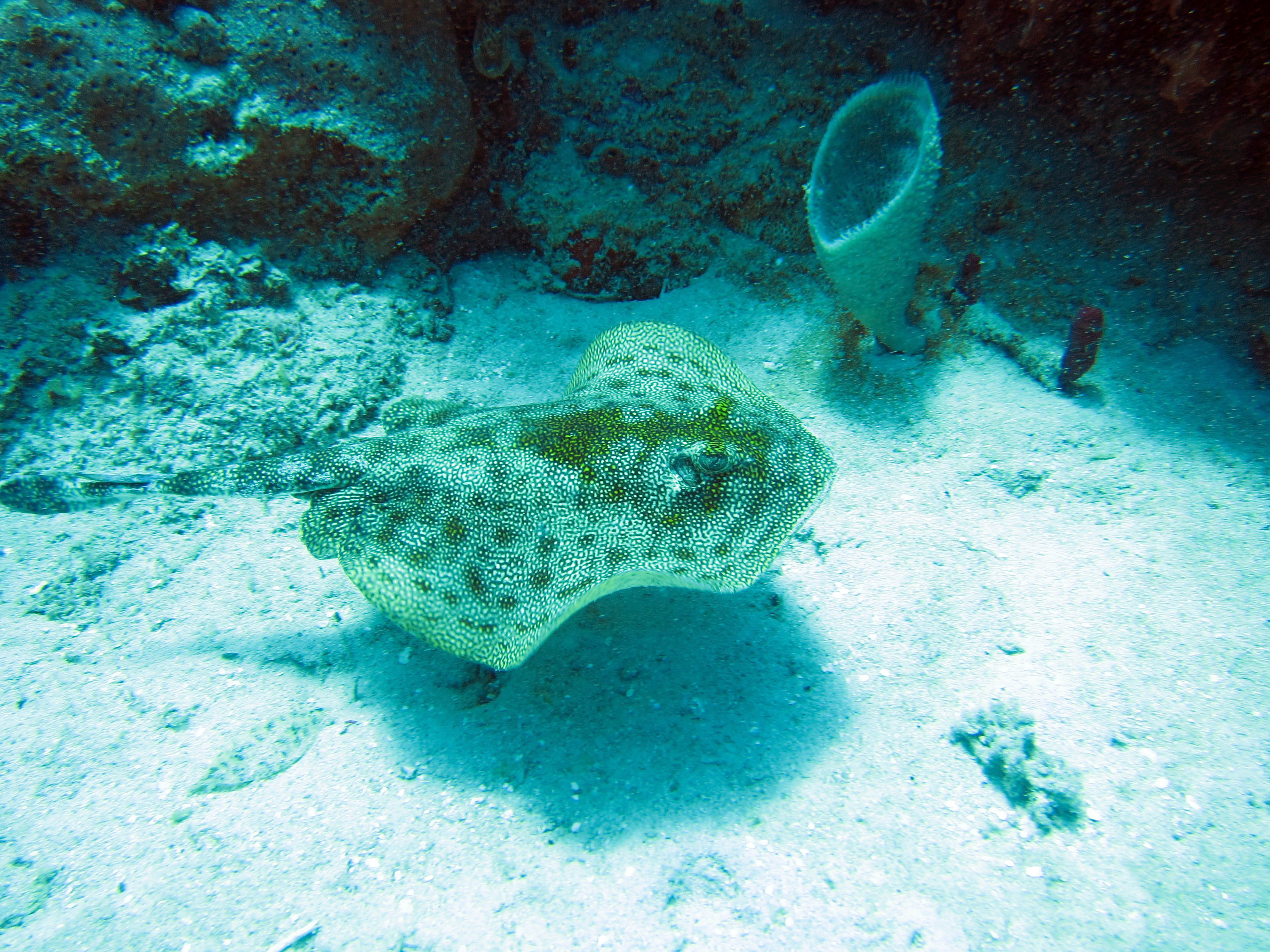 Blue spotted ribbon stingray