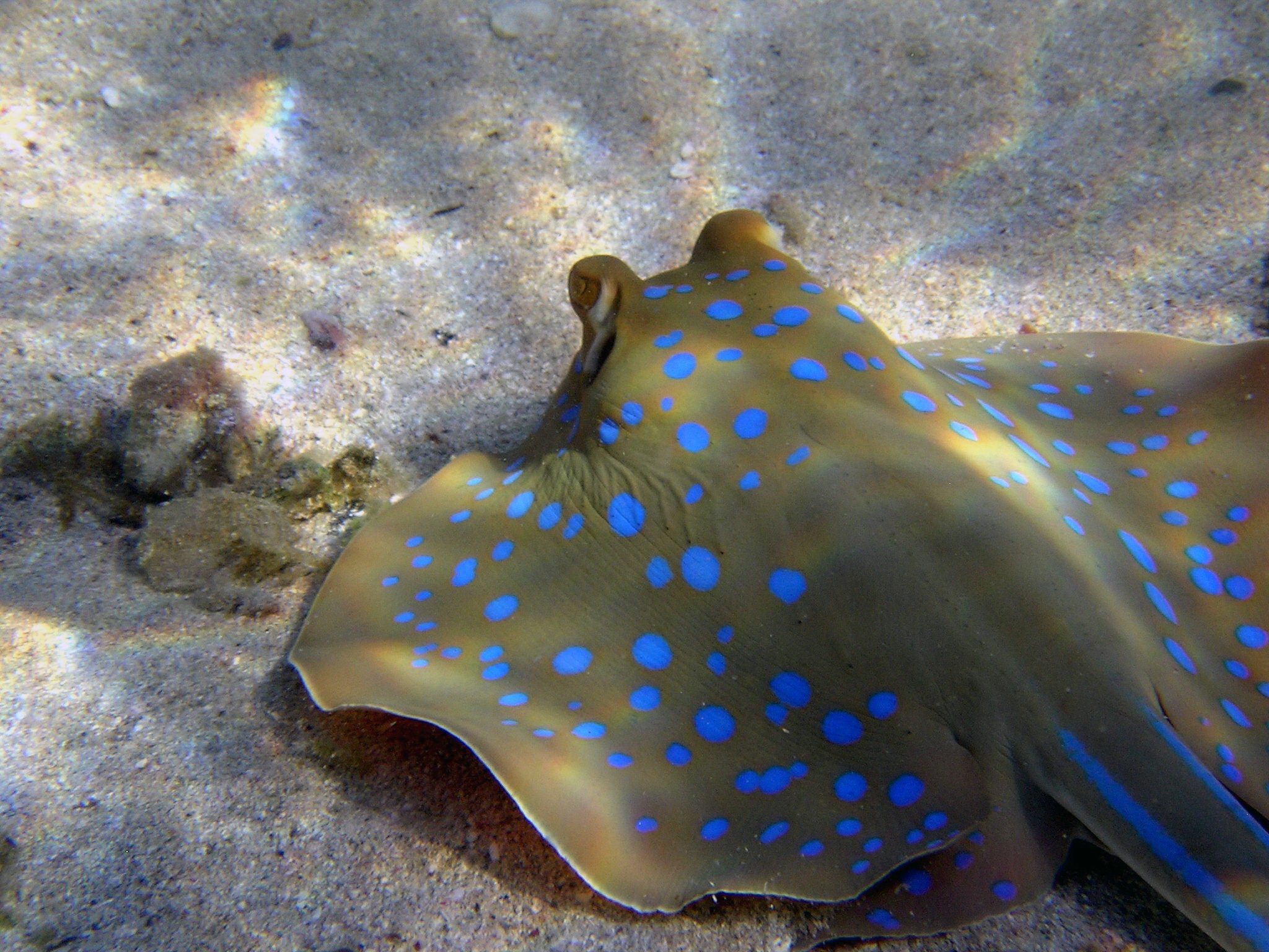 Blue spotted ribbon stingray