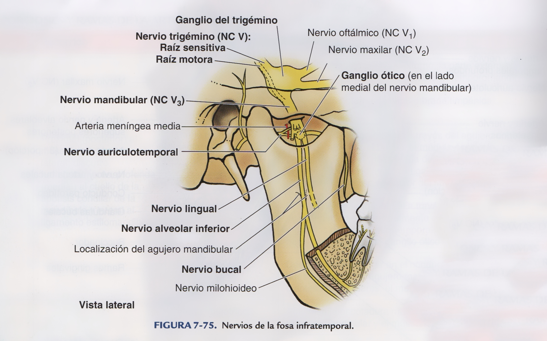 Vascularización e inervación de la fosa infratemporal