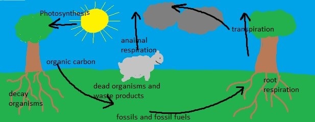 Biogeochemical Cycles
