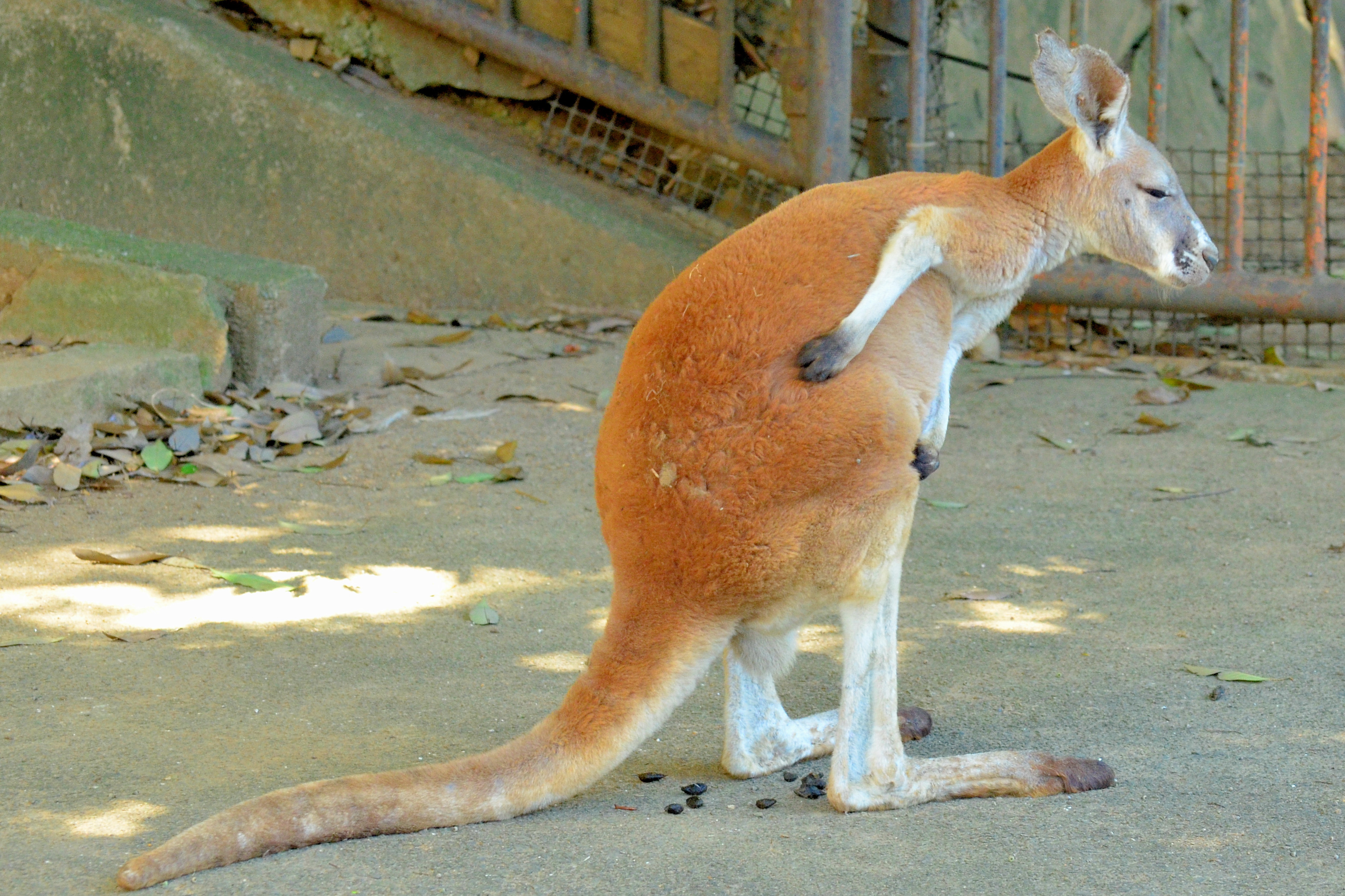 RED KANGAROO