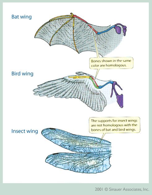comparative anatomy examples