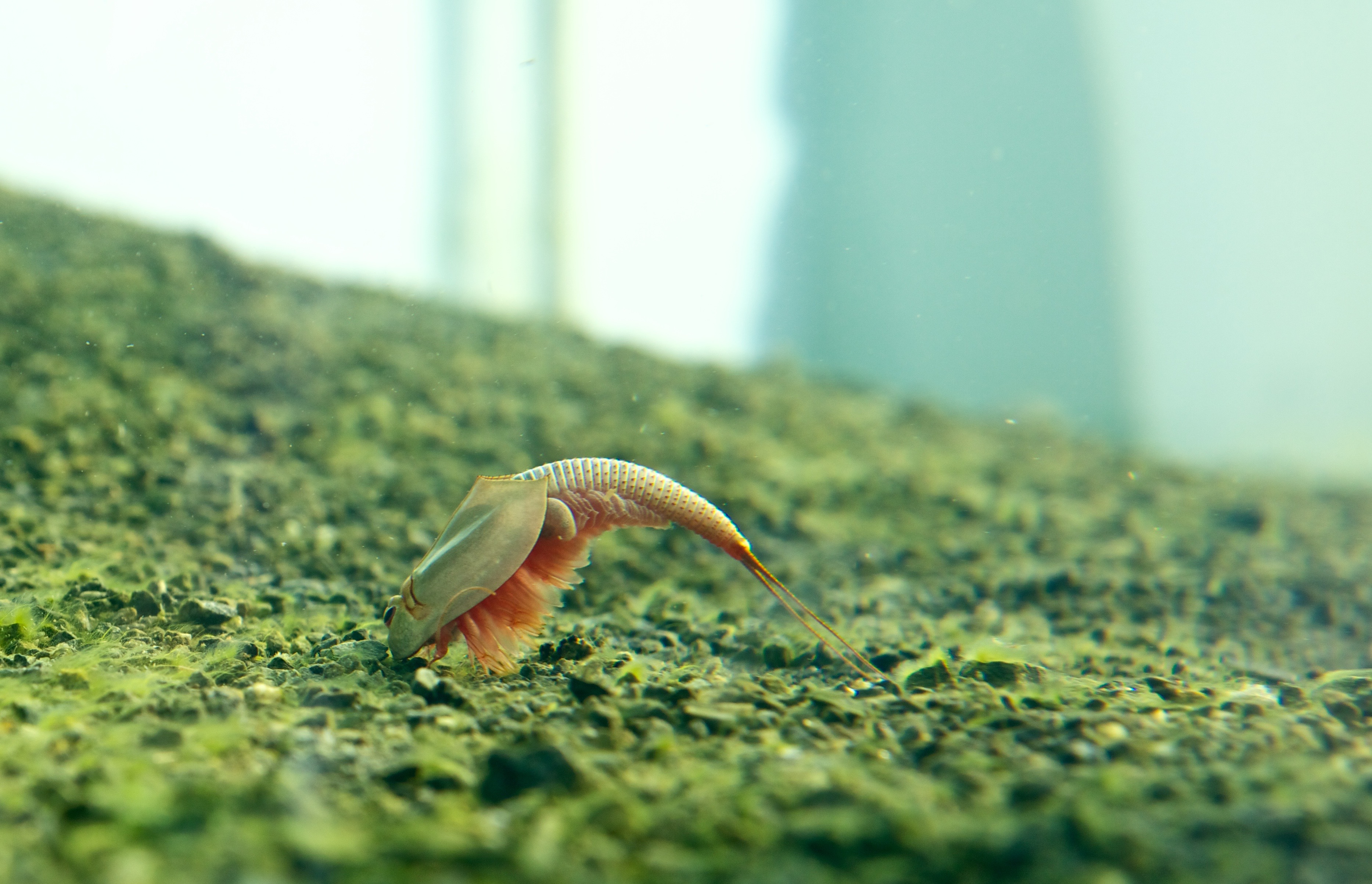 Triops