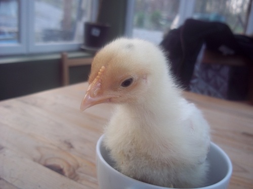 All aboute baby chickens