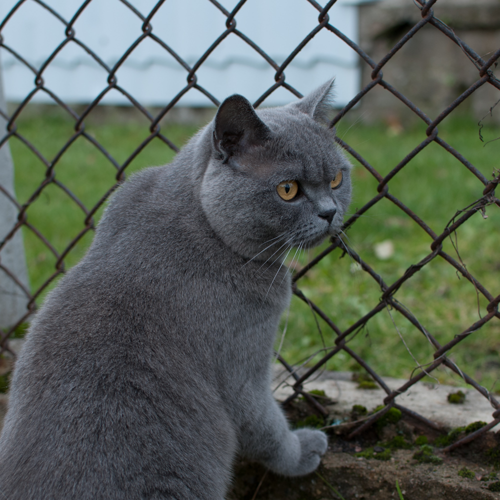 British blue cats