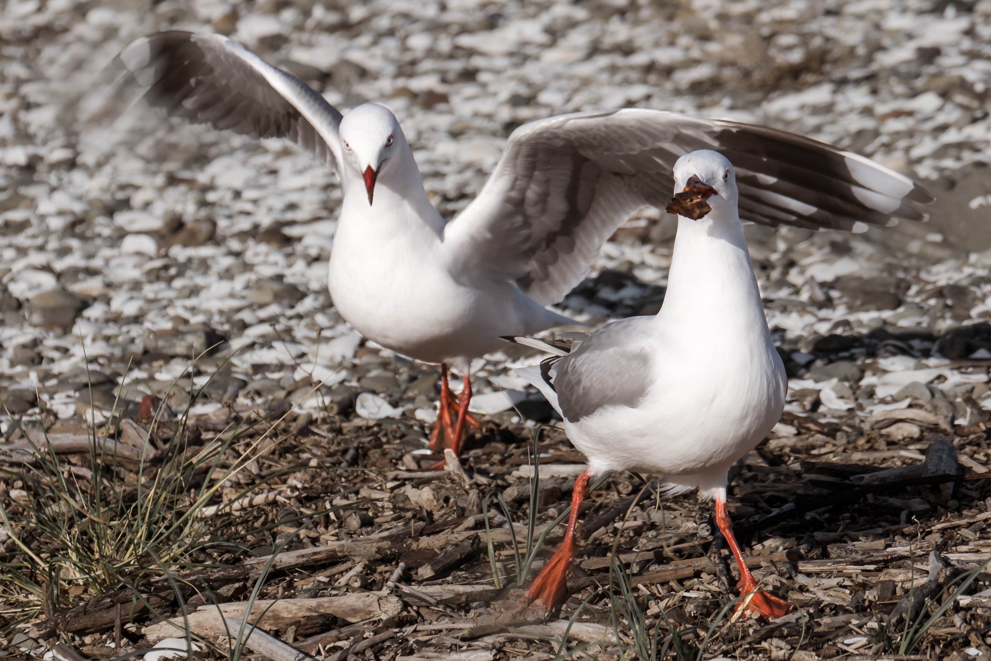 Just another bloody seagull?