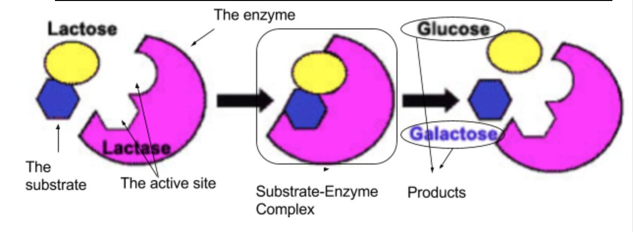 Lactase Enzyme Lab