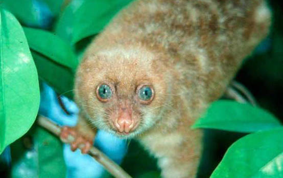 DAINTREE RAINFOREST