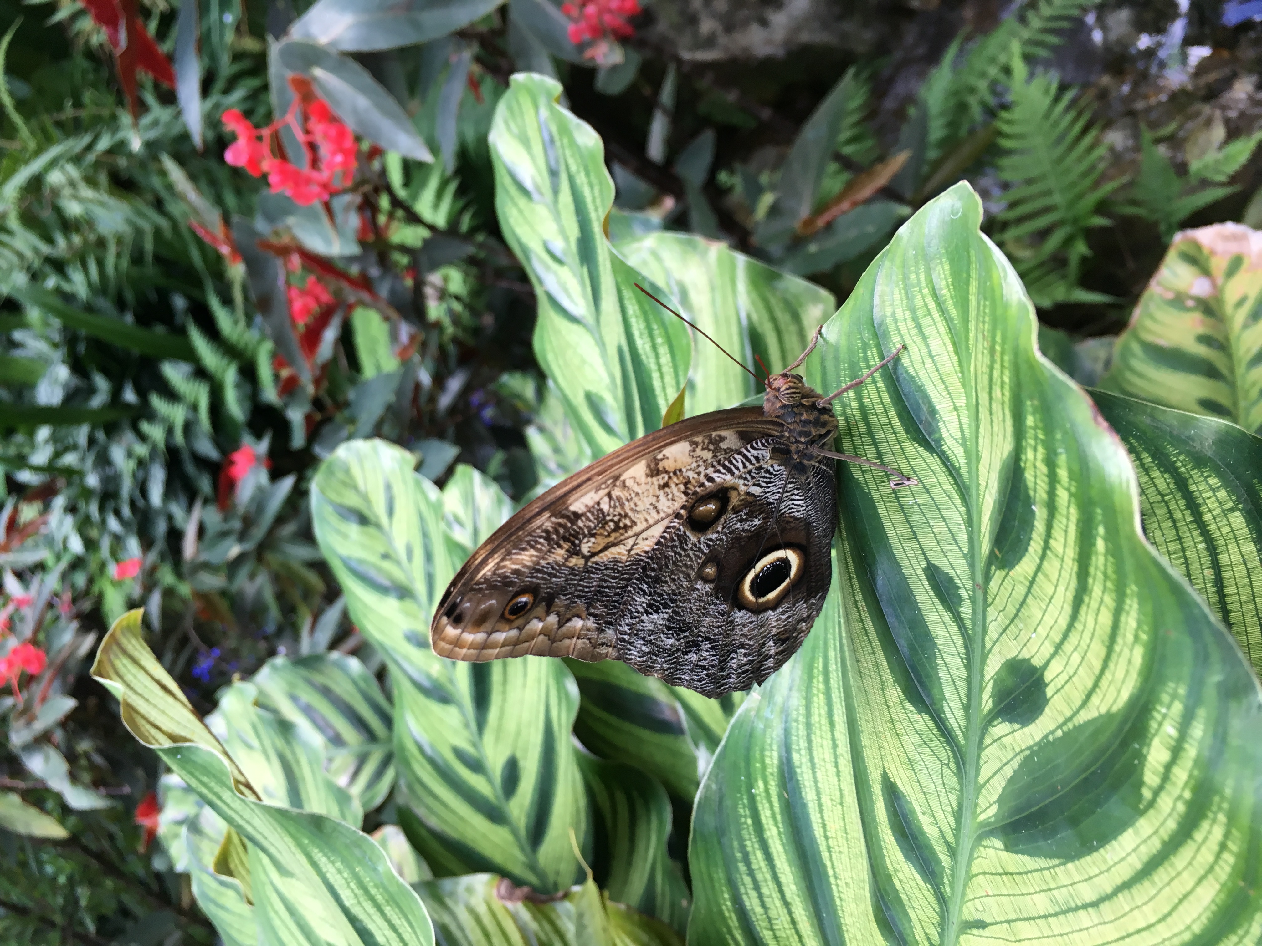Butterfly Museum