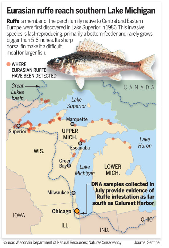 Eurasian Ruffe, the Invaders of the Lakes and Rivers