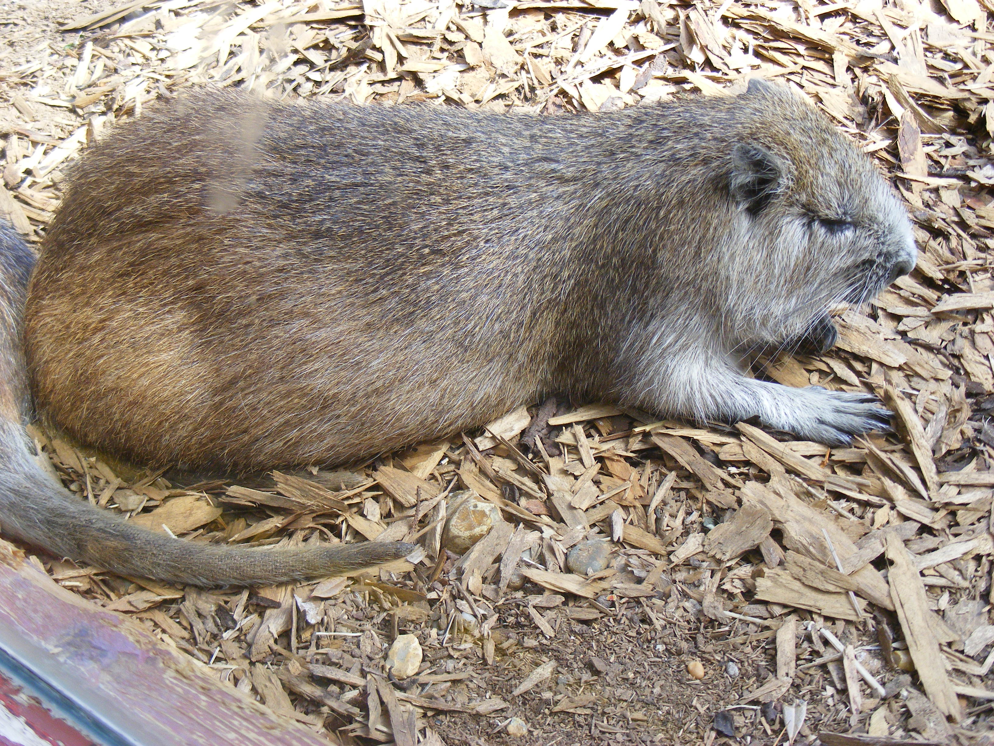 Cuban Hutia