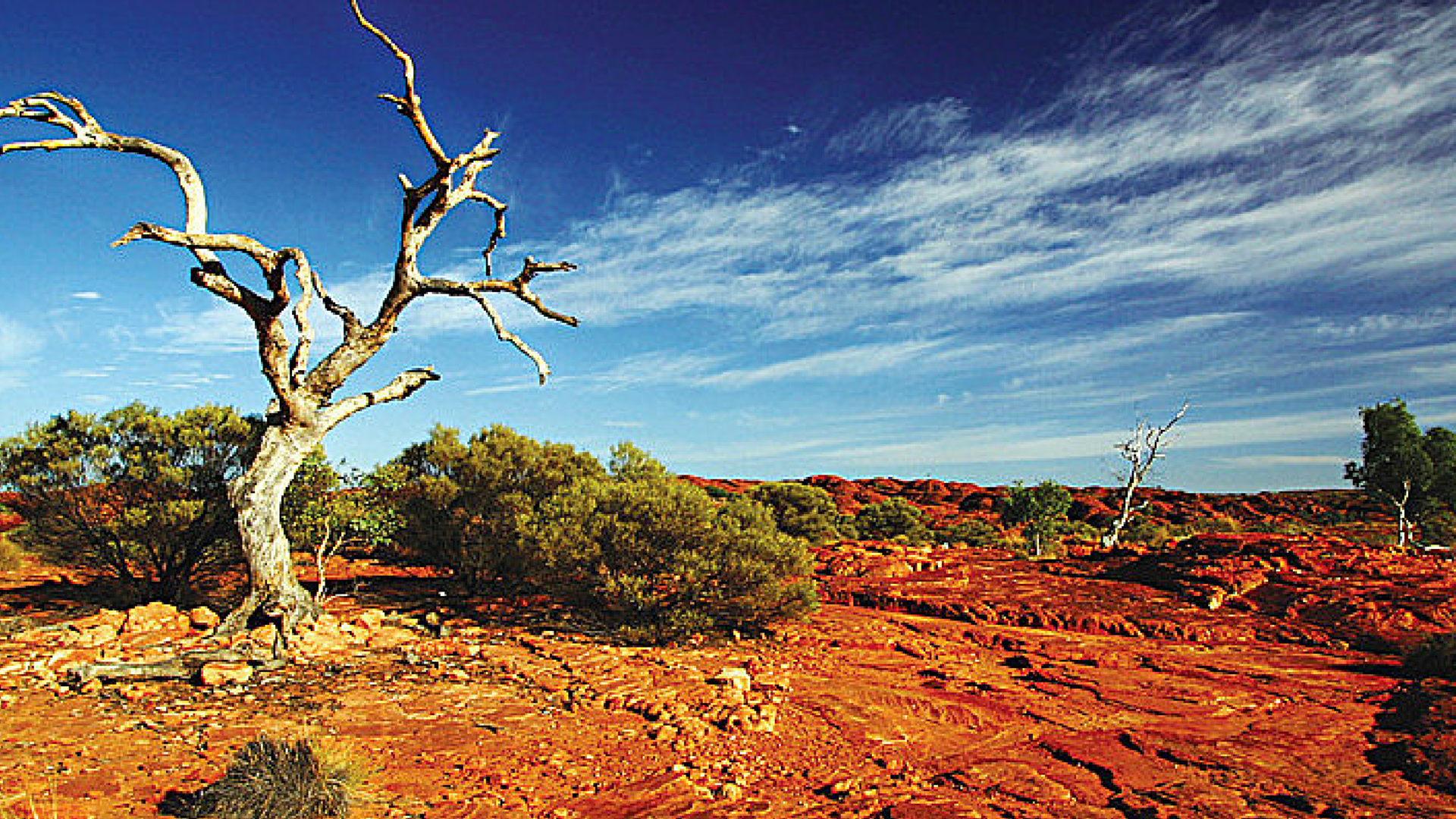 The Outback Food Web