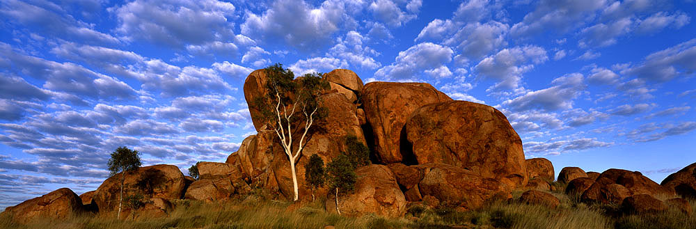 The Outback Food Web