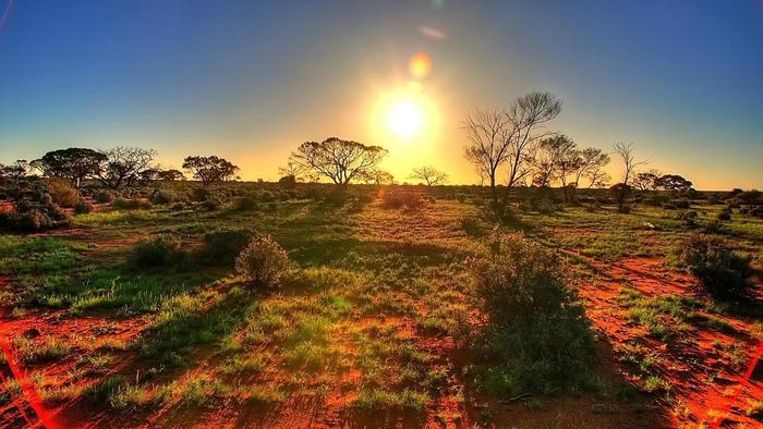 The Outback Food Web