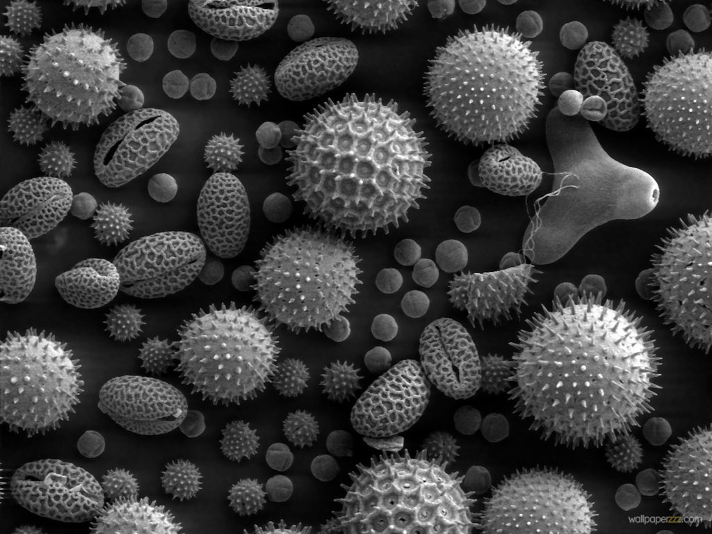 Inoculations In Ancient China