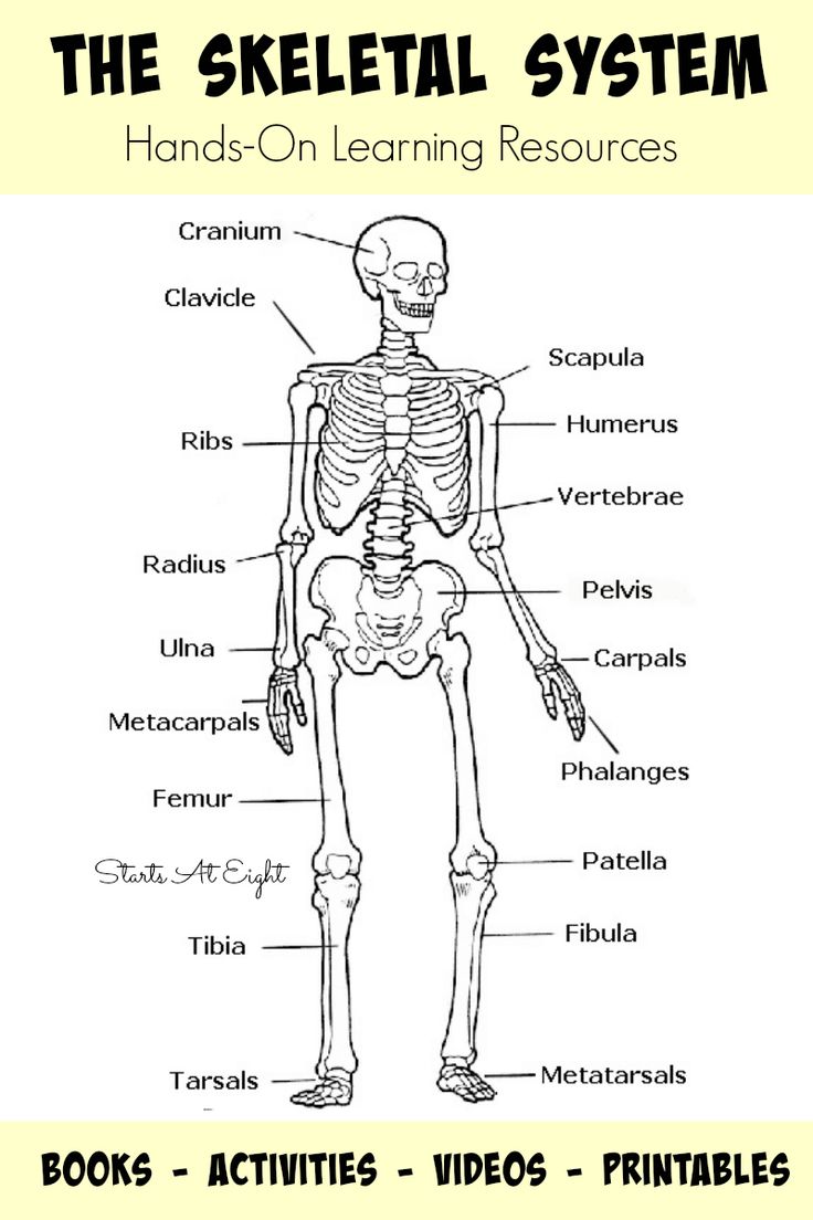 Muscular and skeletal System