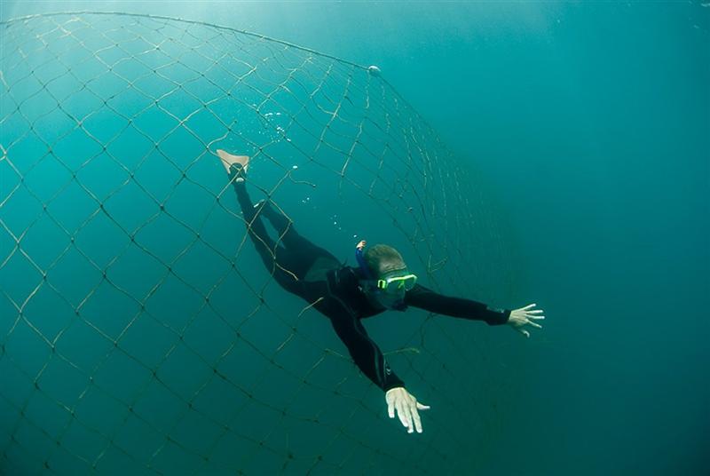 Keep the nets to stop the sharks