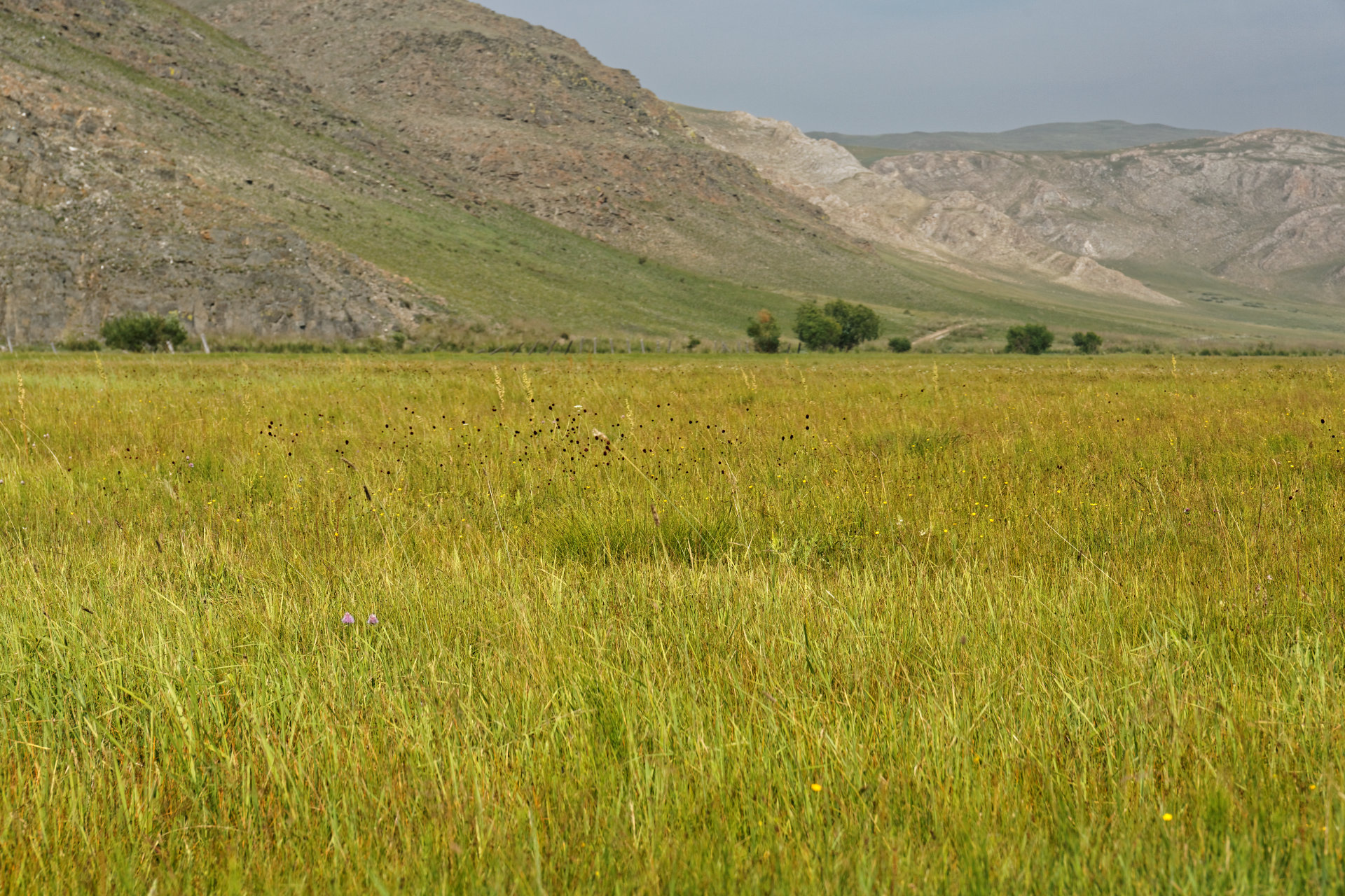 The Mongols in China