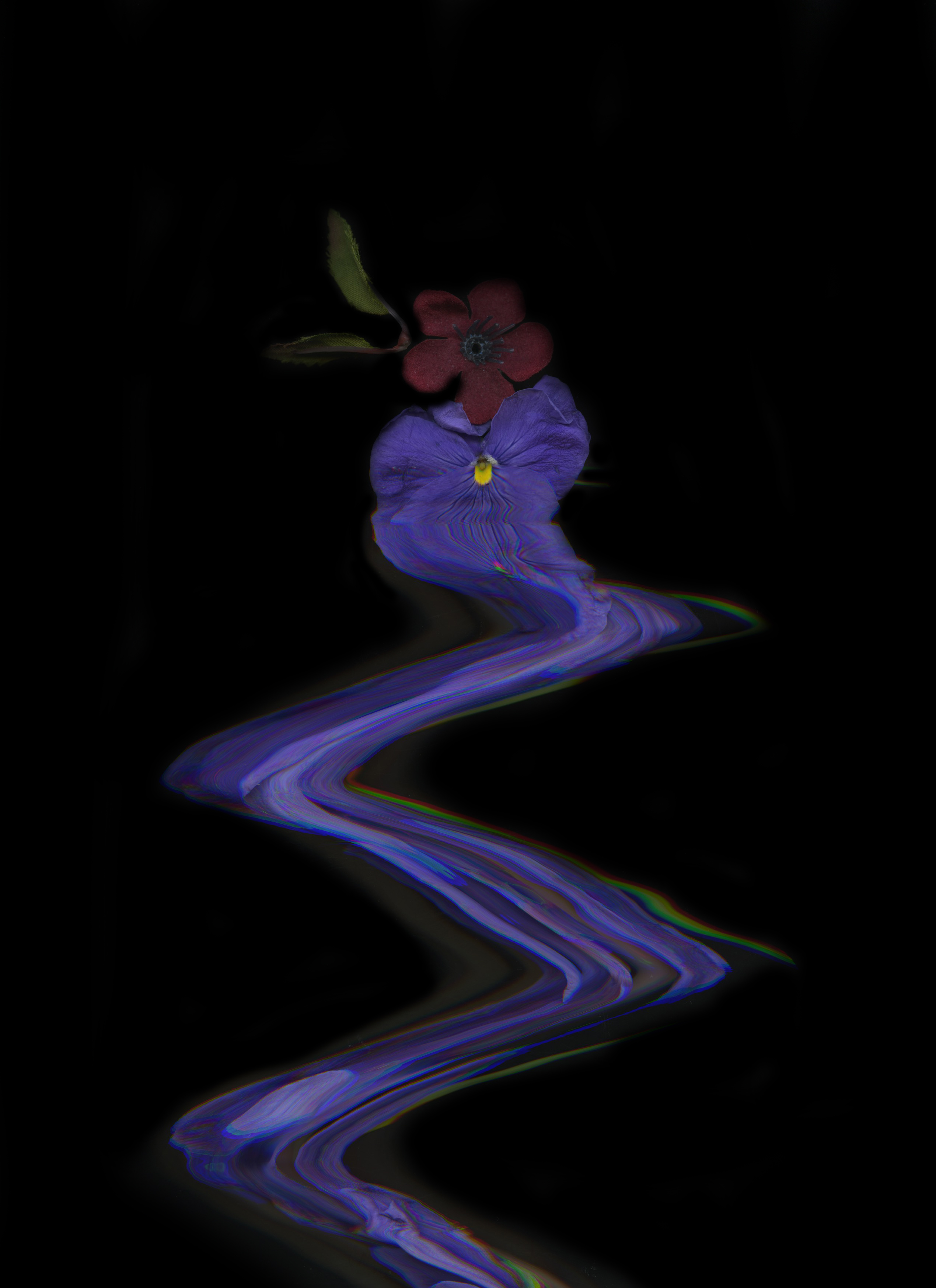 Scanography: Distortion & Movement