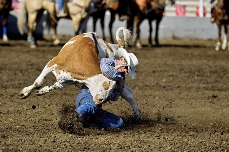 cattle wrangling and you: a beginners guide to computational logic