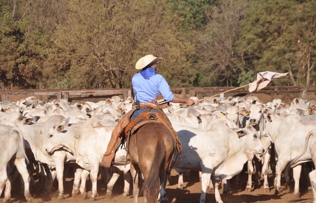 cattle wrangling and you: a beginners guide to computational logic