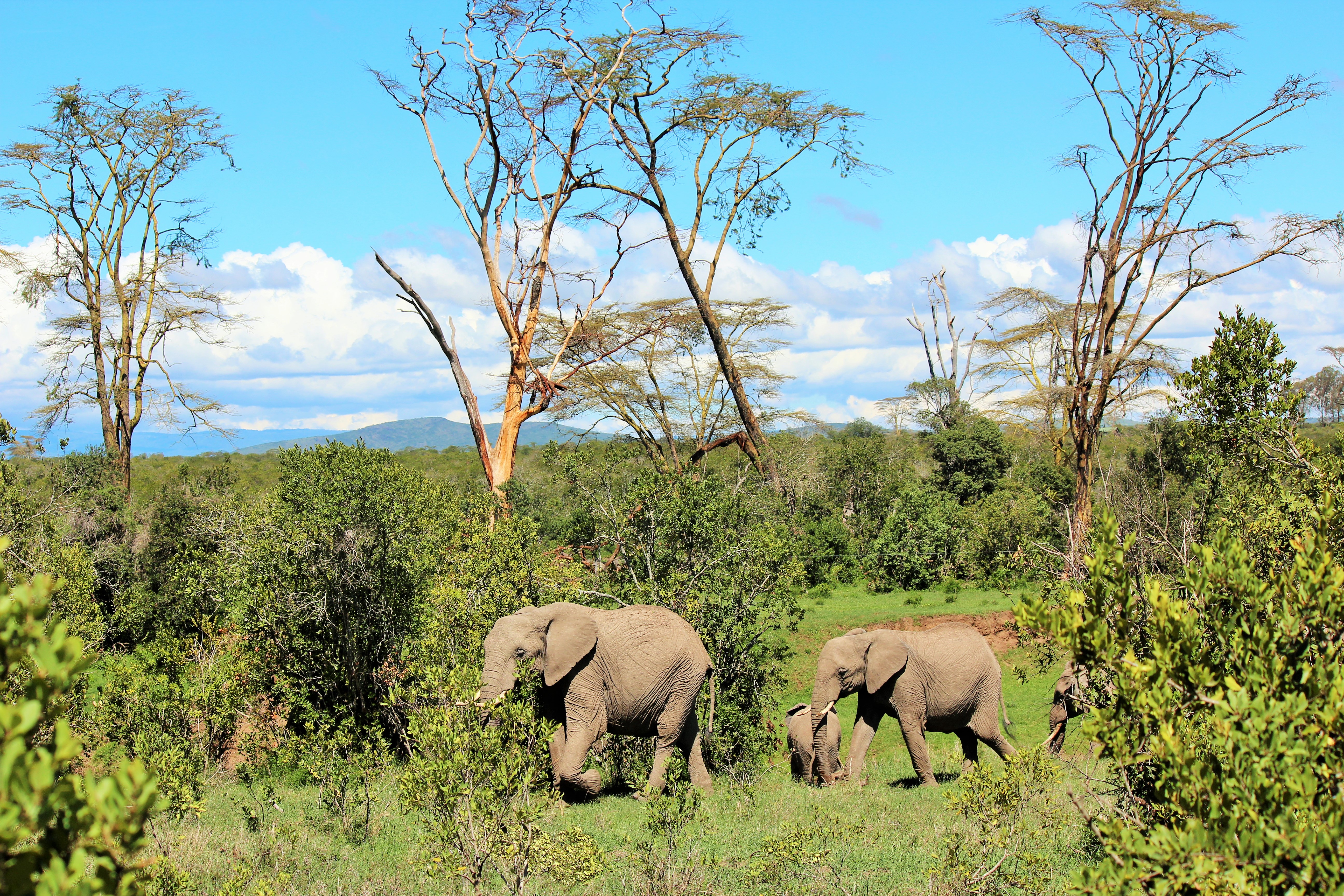 KAYAK KENYA WITH GLOBAL RIVER EXPLORATIONS