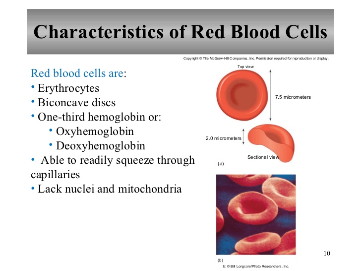 Anatomy & Physiology
