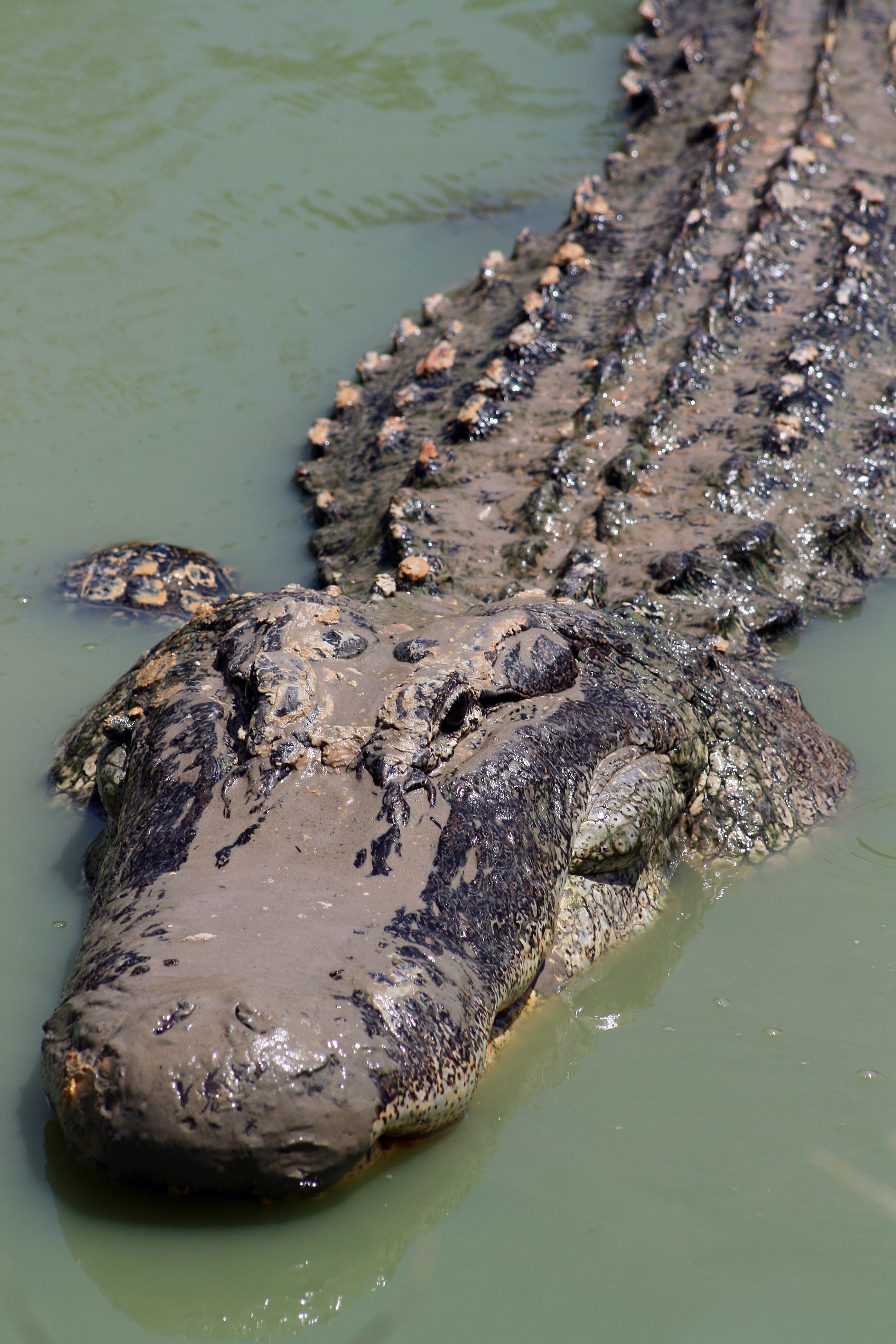 Crocodiles and alligators