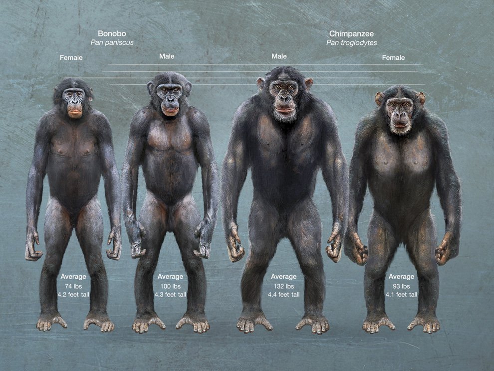 chimpanzee structural adaptations