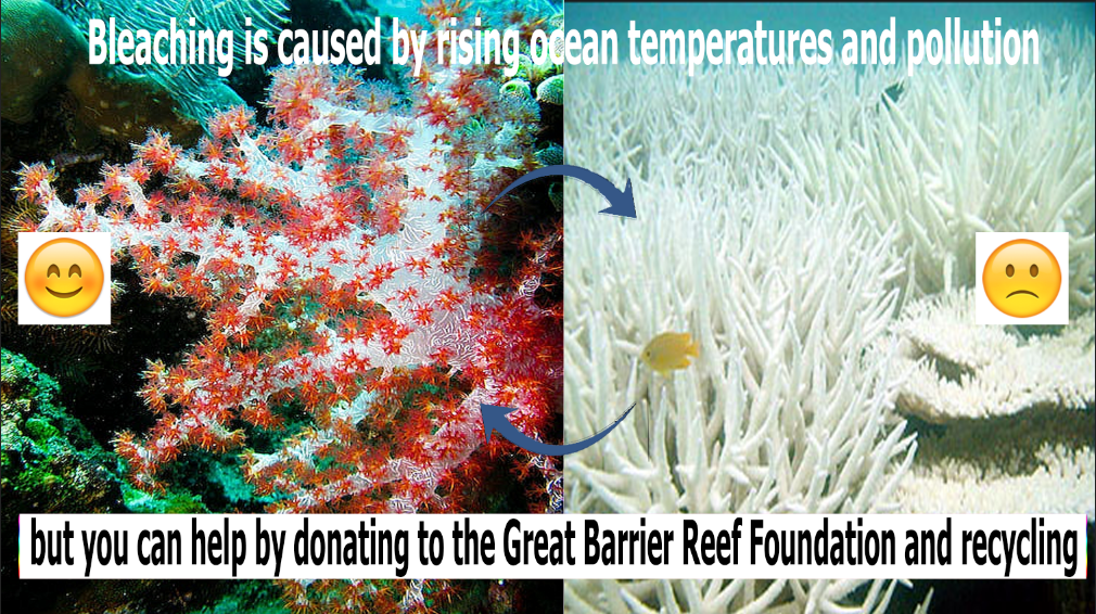 Saving The Great Barrier Reef