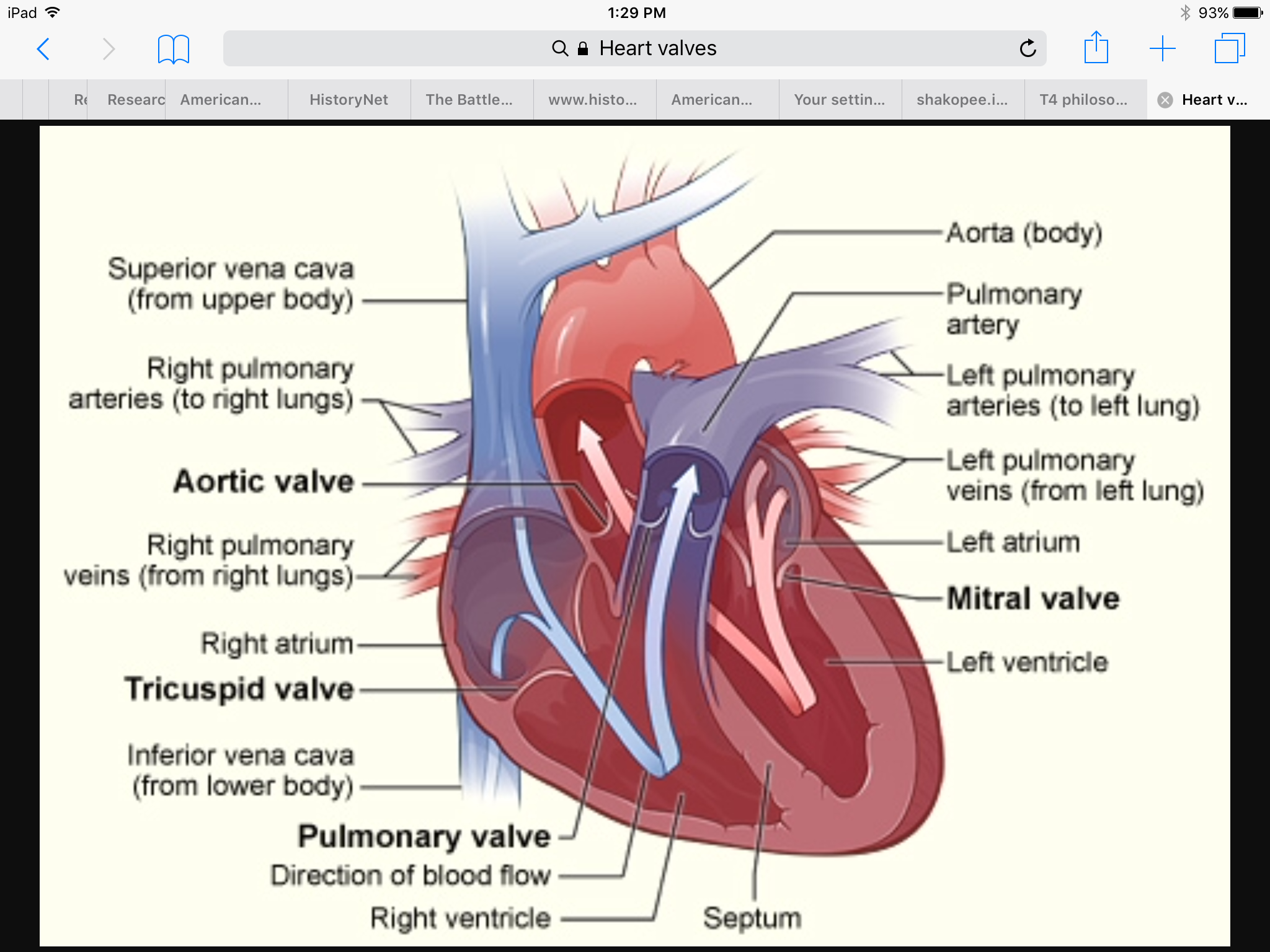 how-does-the-heart-function