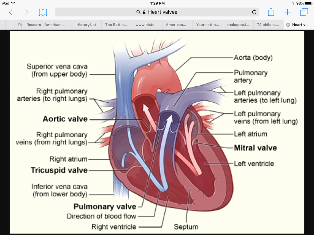 How Does The Heart Function how-does-the-heart-function