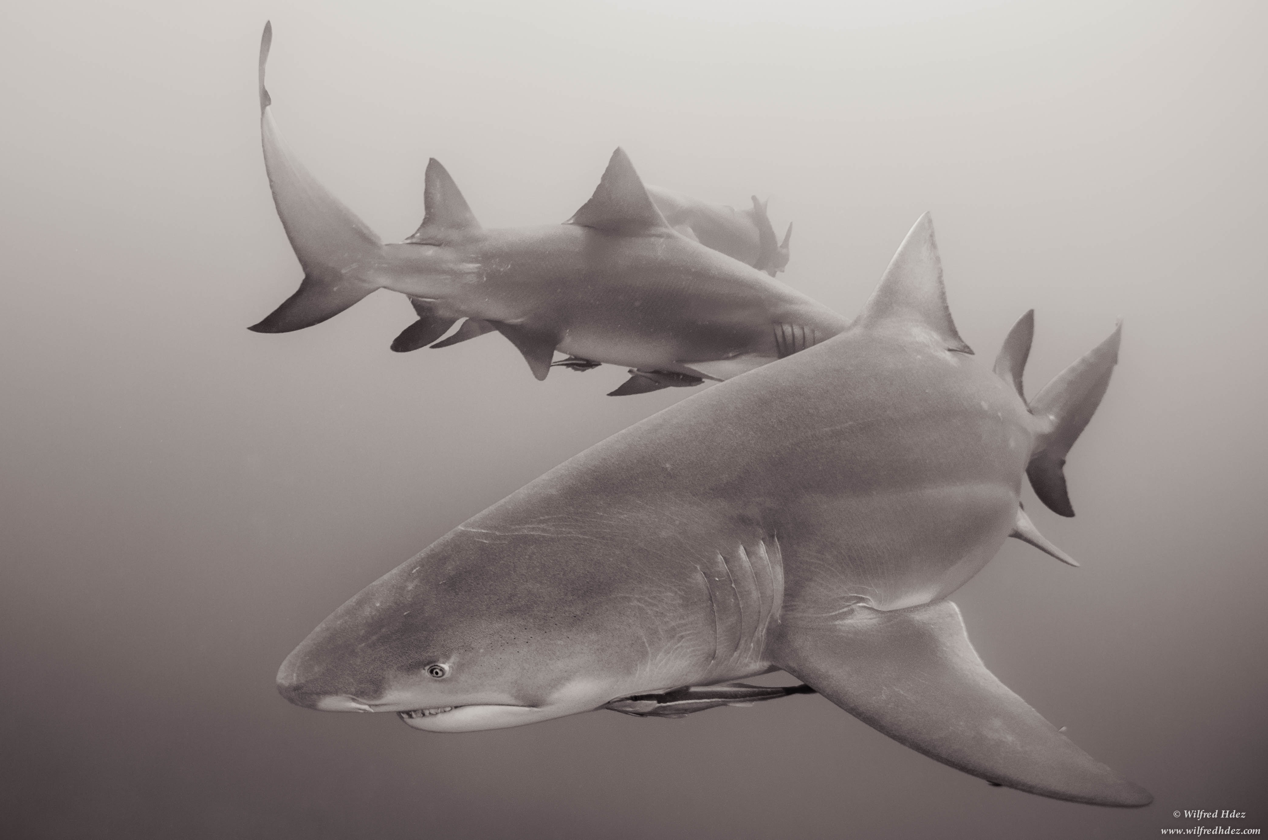 Lemon shark