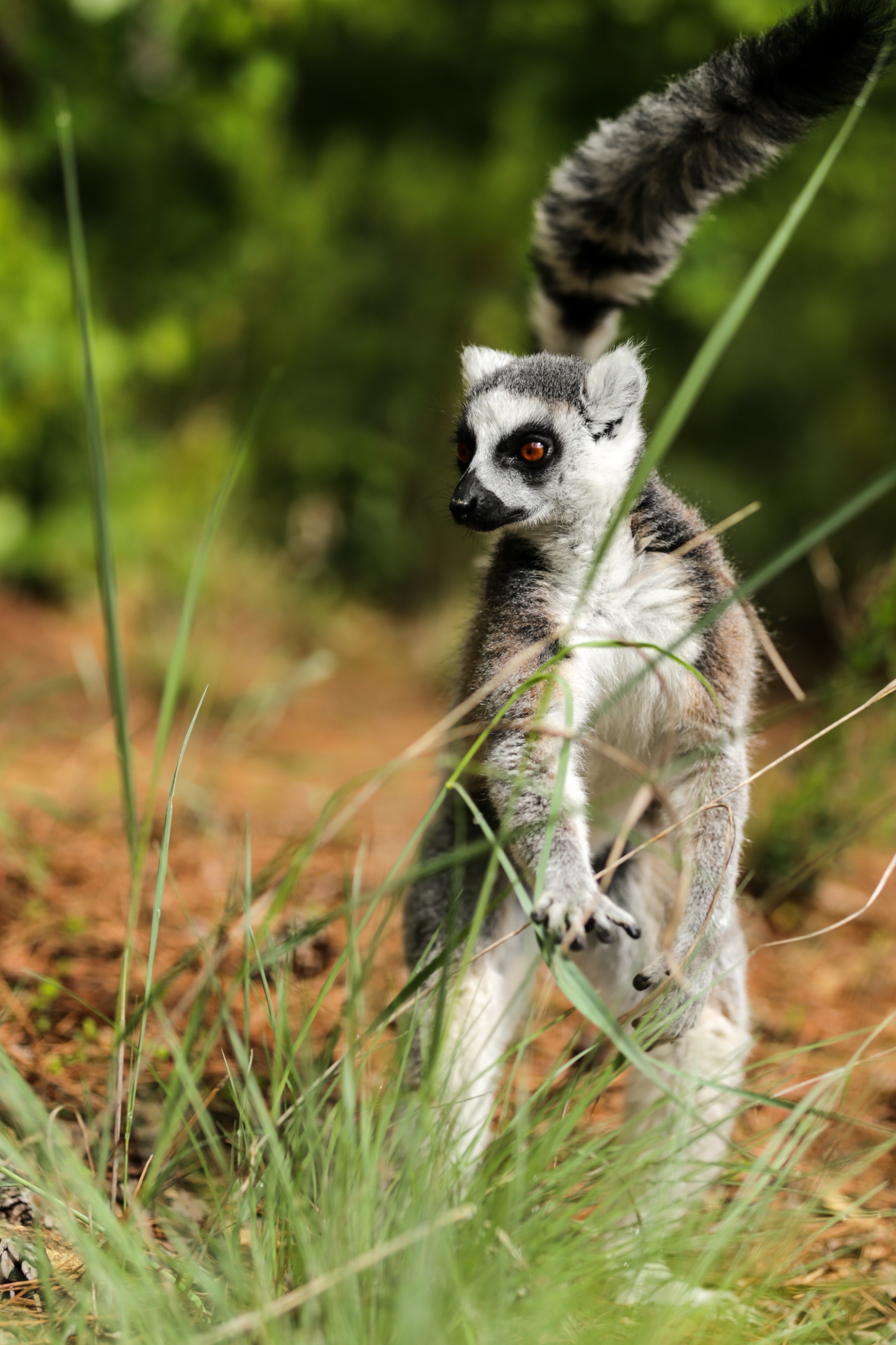 Lemurs
