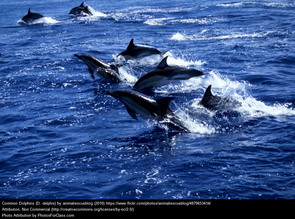 Dolphins Around The World