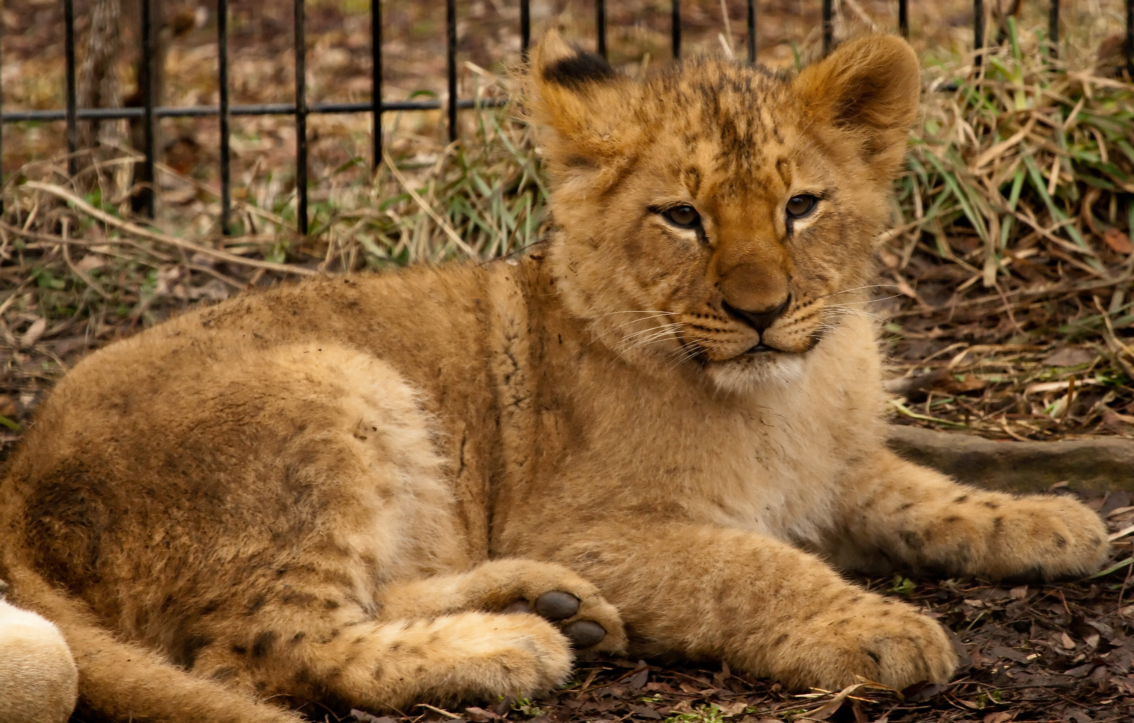 Lions