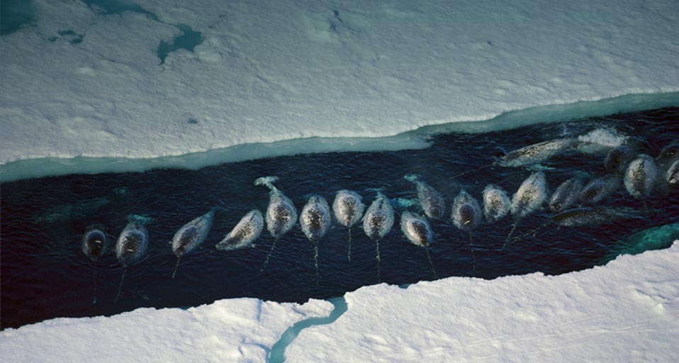 Narwhals