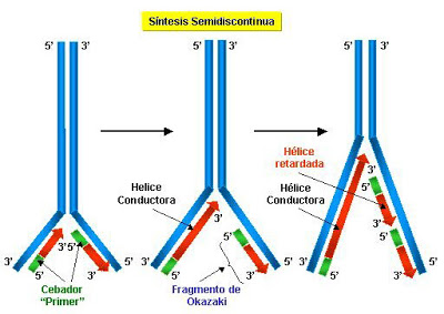Replicación del ADN