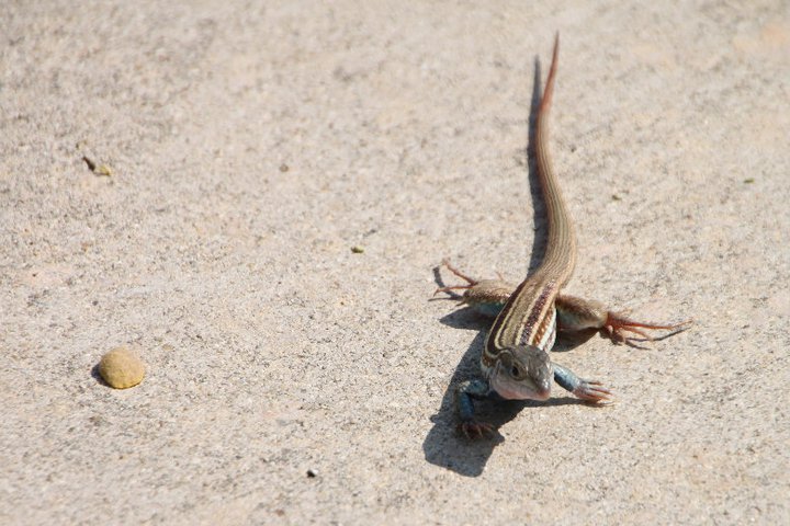 How to use Adobe Spark