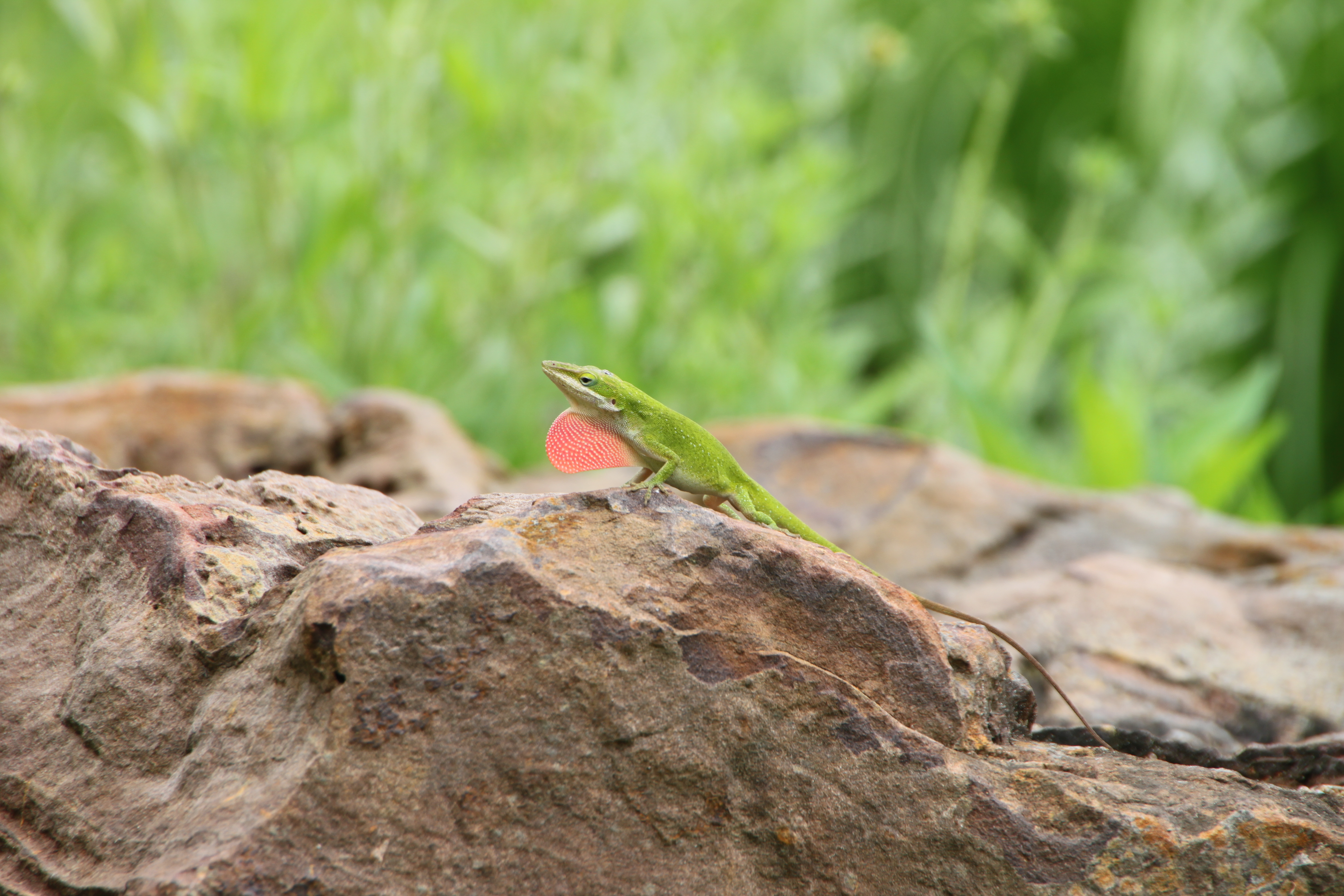 How to use Adobe Spark