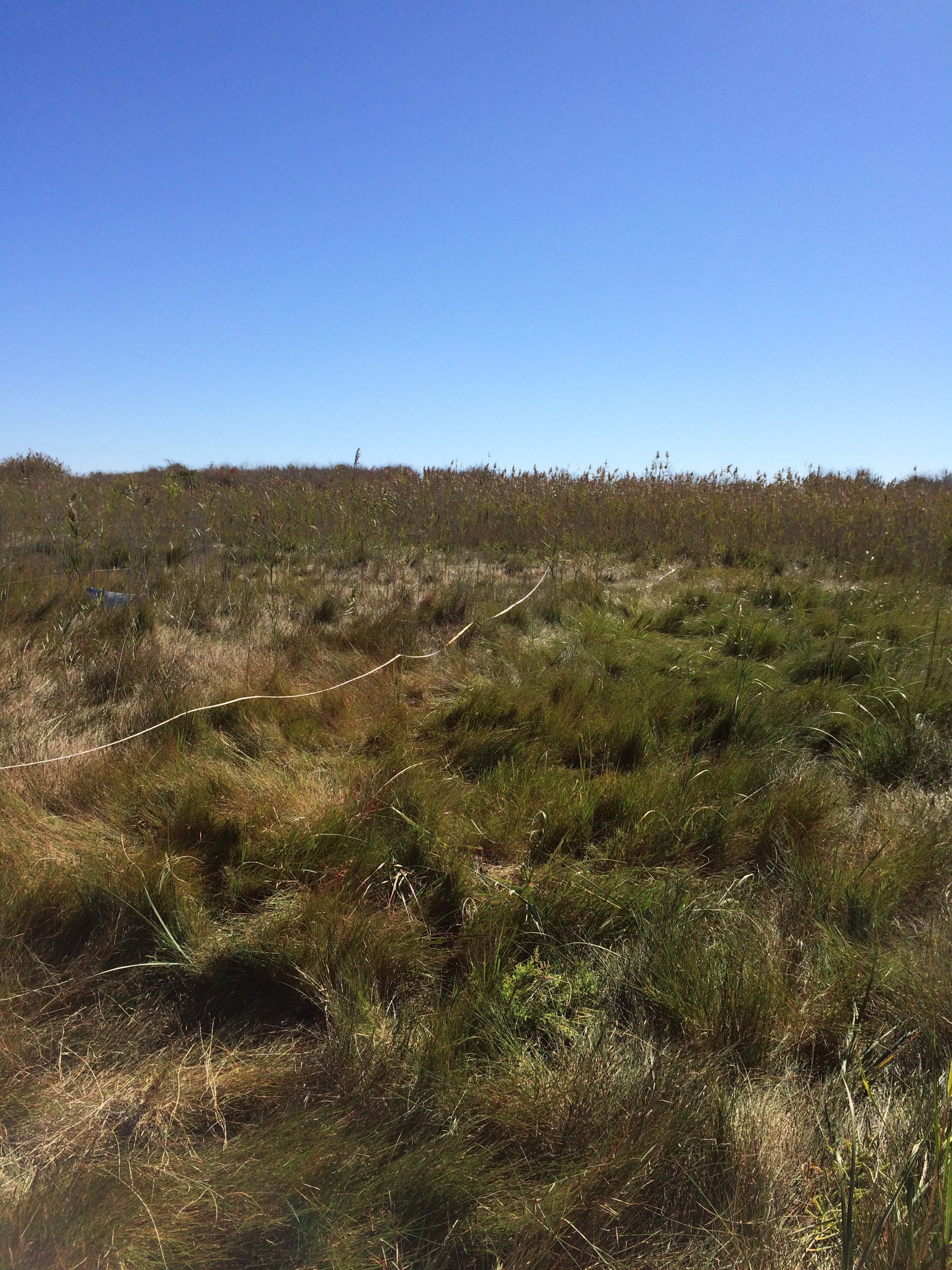 Sandy Habitats , Coastal Ecology