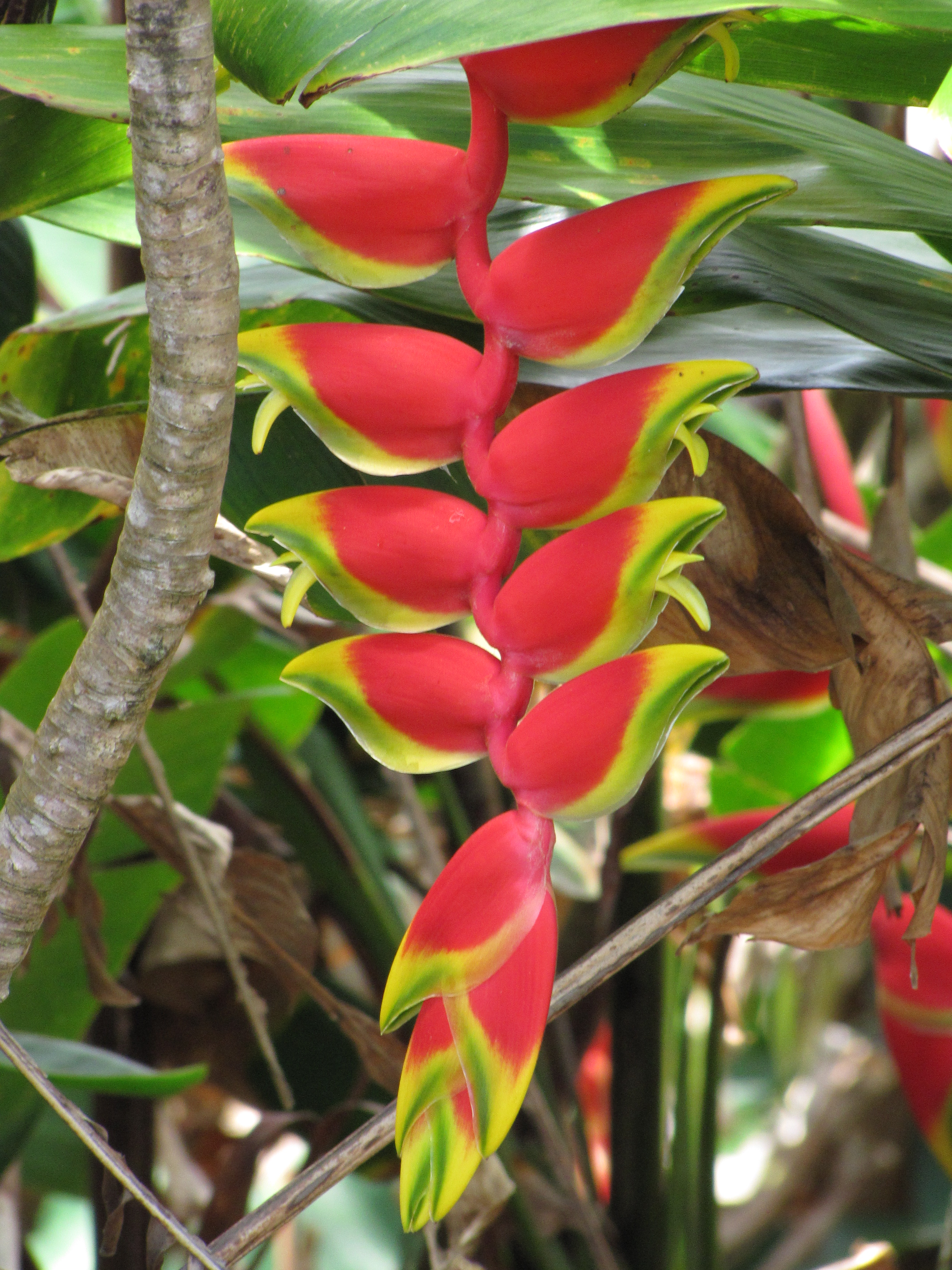 Amazon Tropical Rainforest