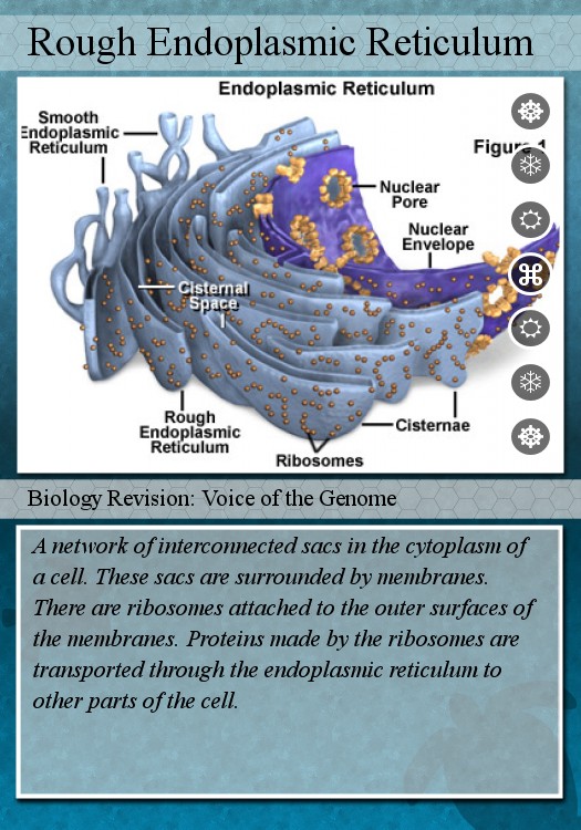 Rough Endoplasmic Reticulum