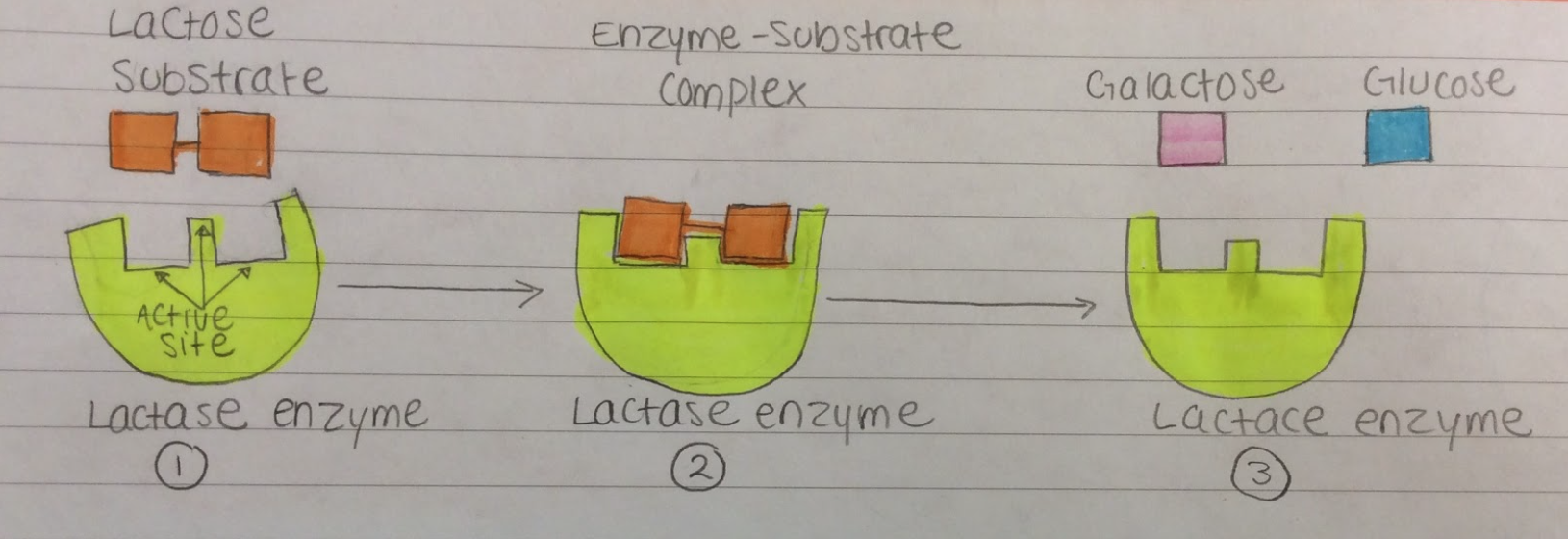 Lactase Enzyme Lab