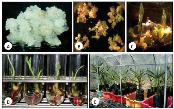 Bioteknologi di Bidang Kehutanan