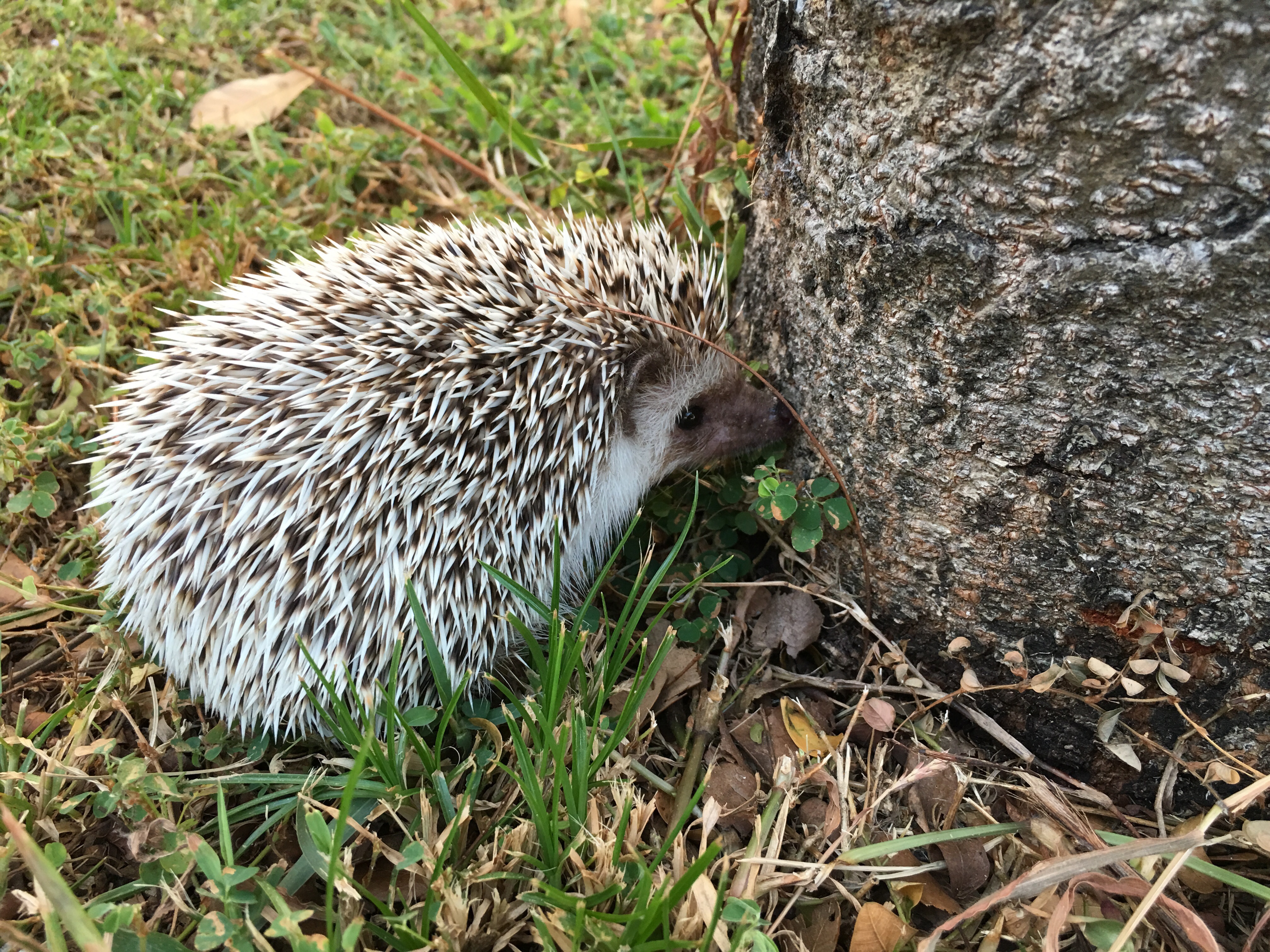 Hedgehog