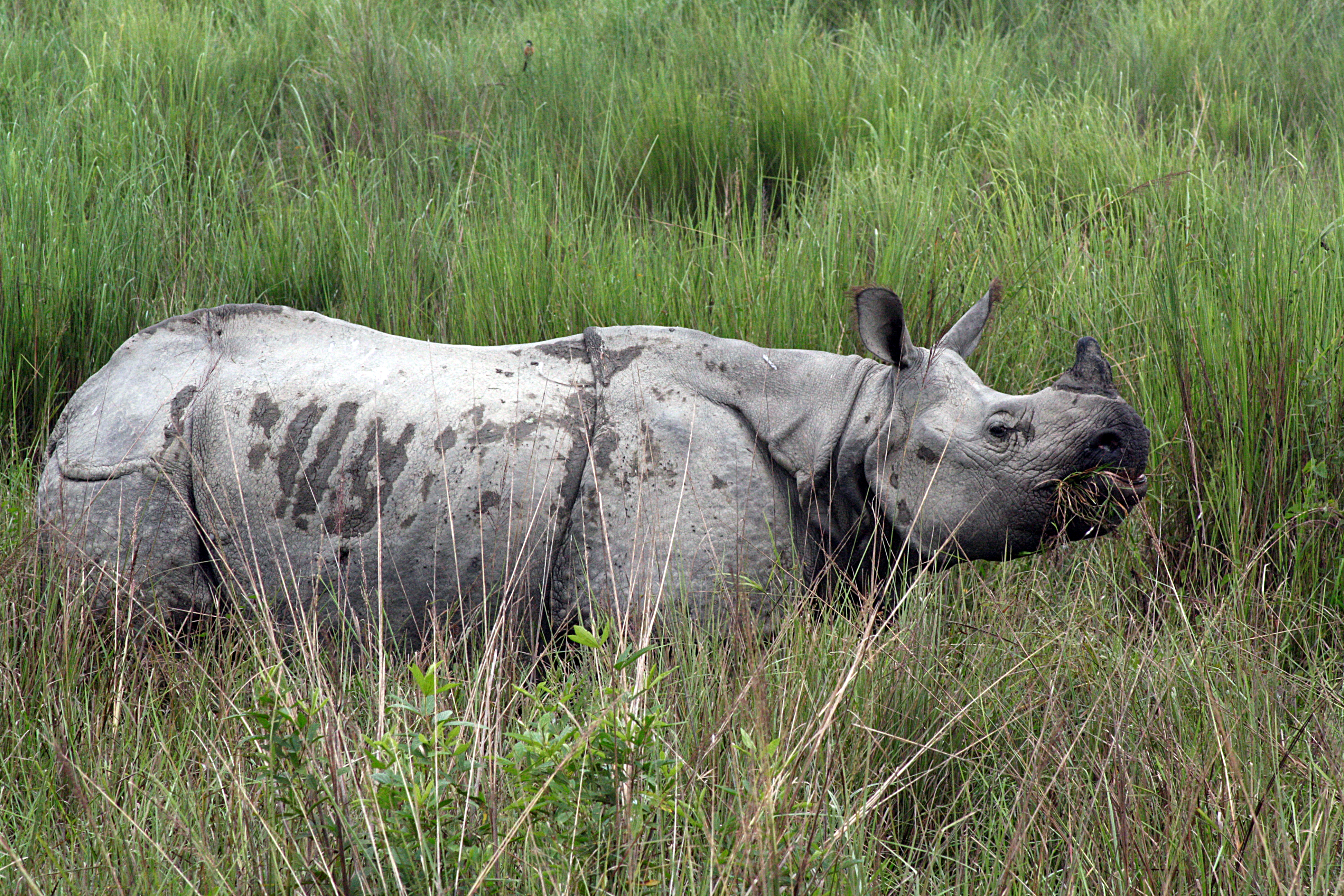 The Indian Rhinoceros